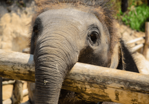 Why use Zoopharmacognosy (animal self-medication)? - Refreshing Horizons